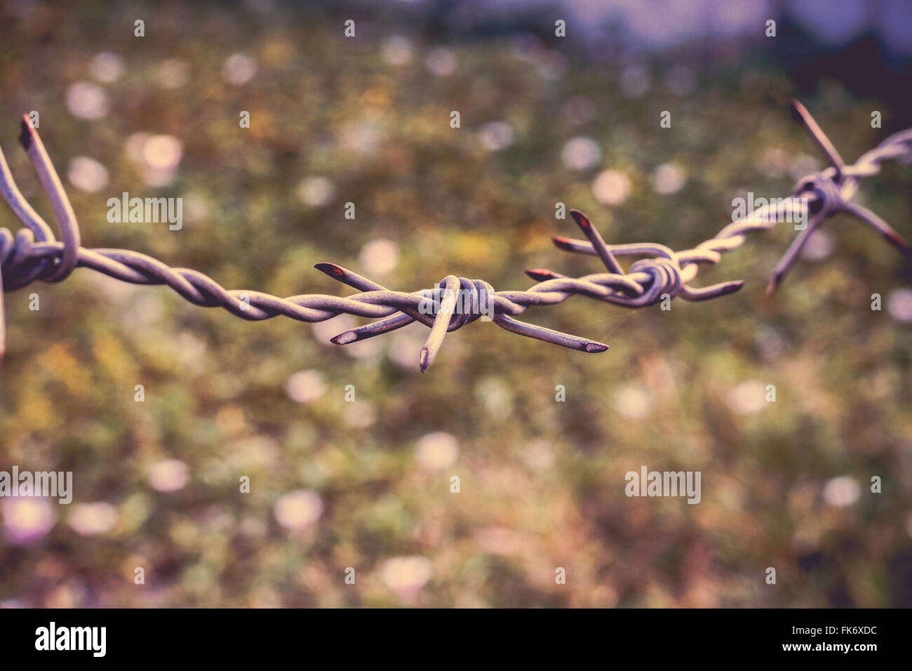barbed wire and sunlight in the morning Stock Photo - Alamy