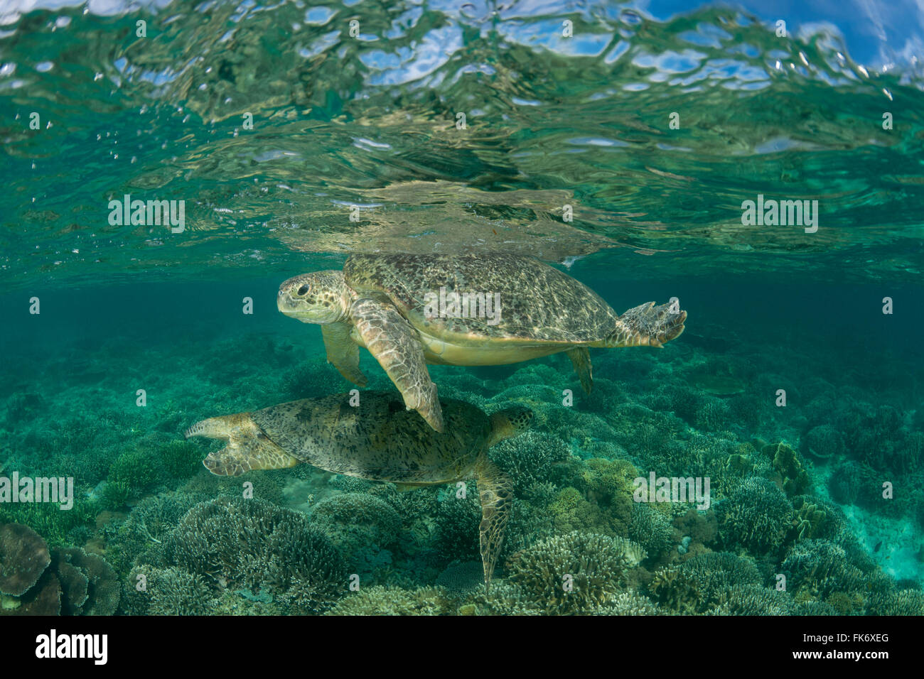 Mating green turtles (Chelonia mydas) in the reef shallows Stock Photo ...