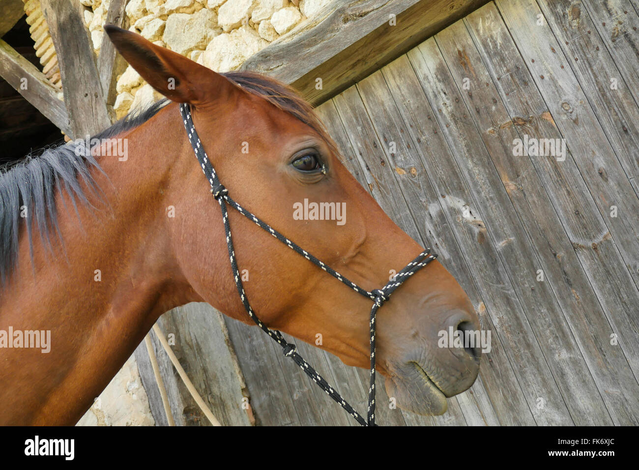 Close-up of Horse in farm Stock Photo - Alamy
