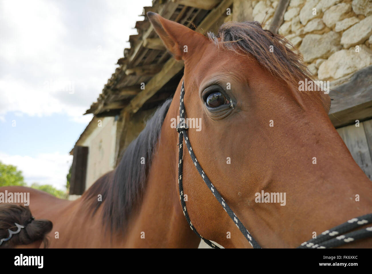 Close-up of Horse in farm Stock Photo - Alamy