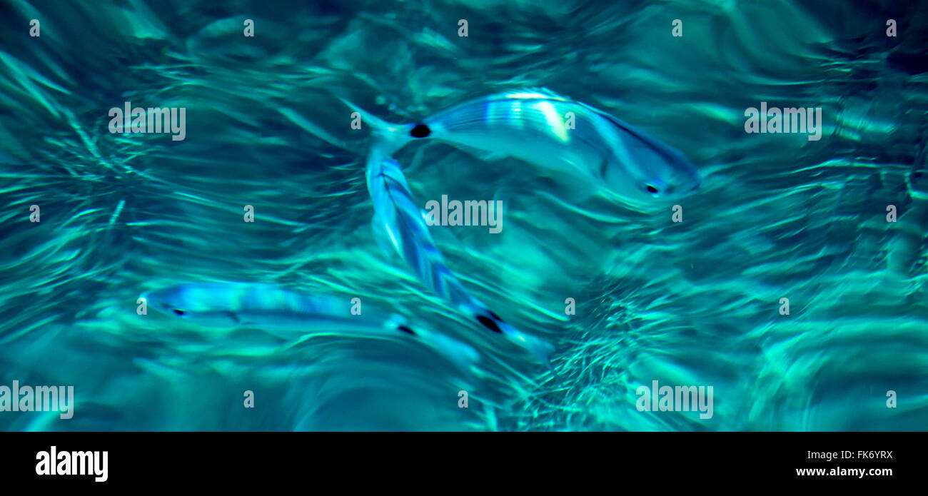 Fish swimming in the sea Stock Photo - Alamy