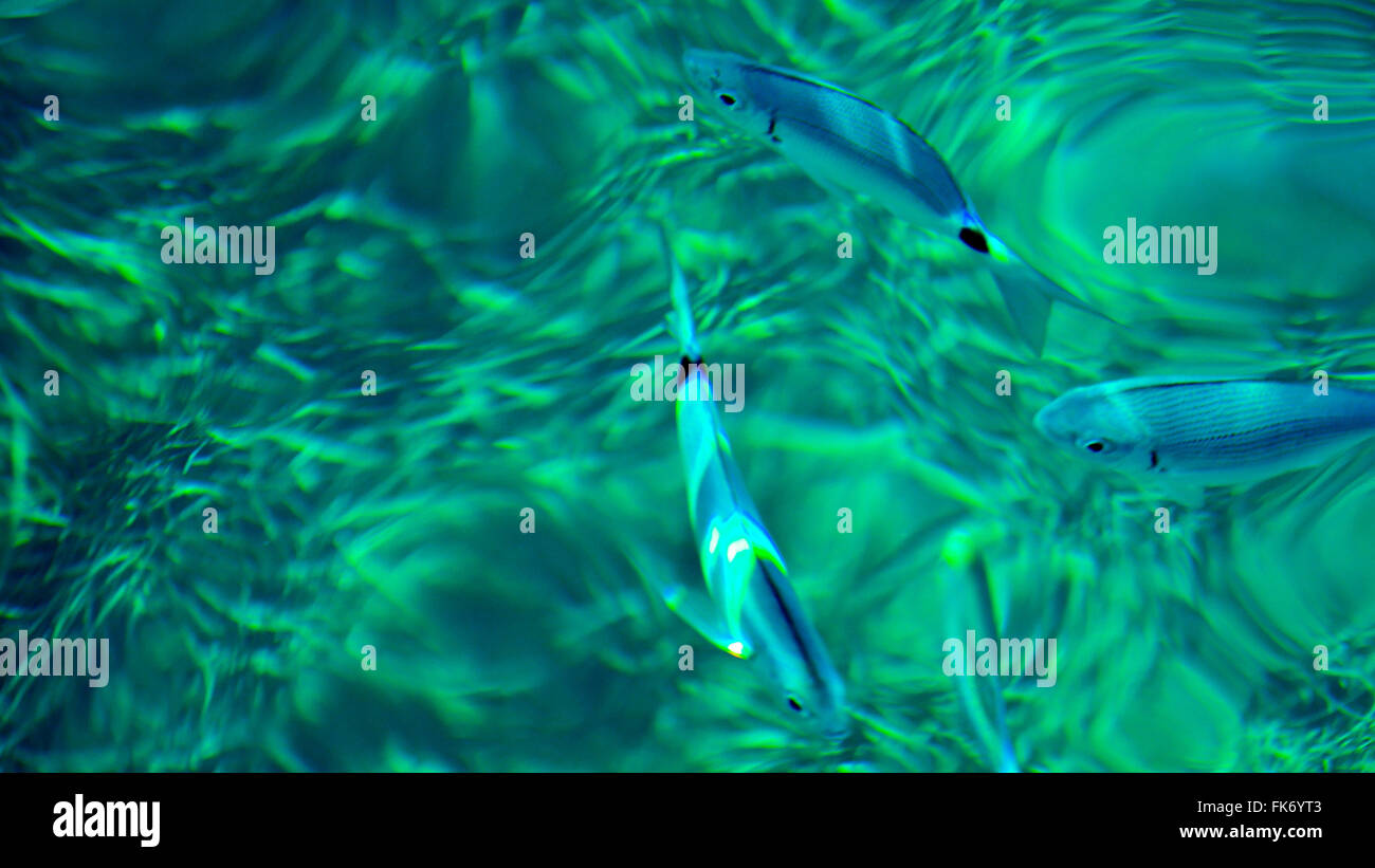 Fish swimming in the sea Stock Photo - Alamy