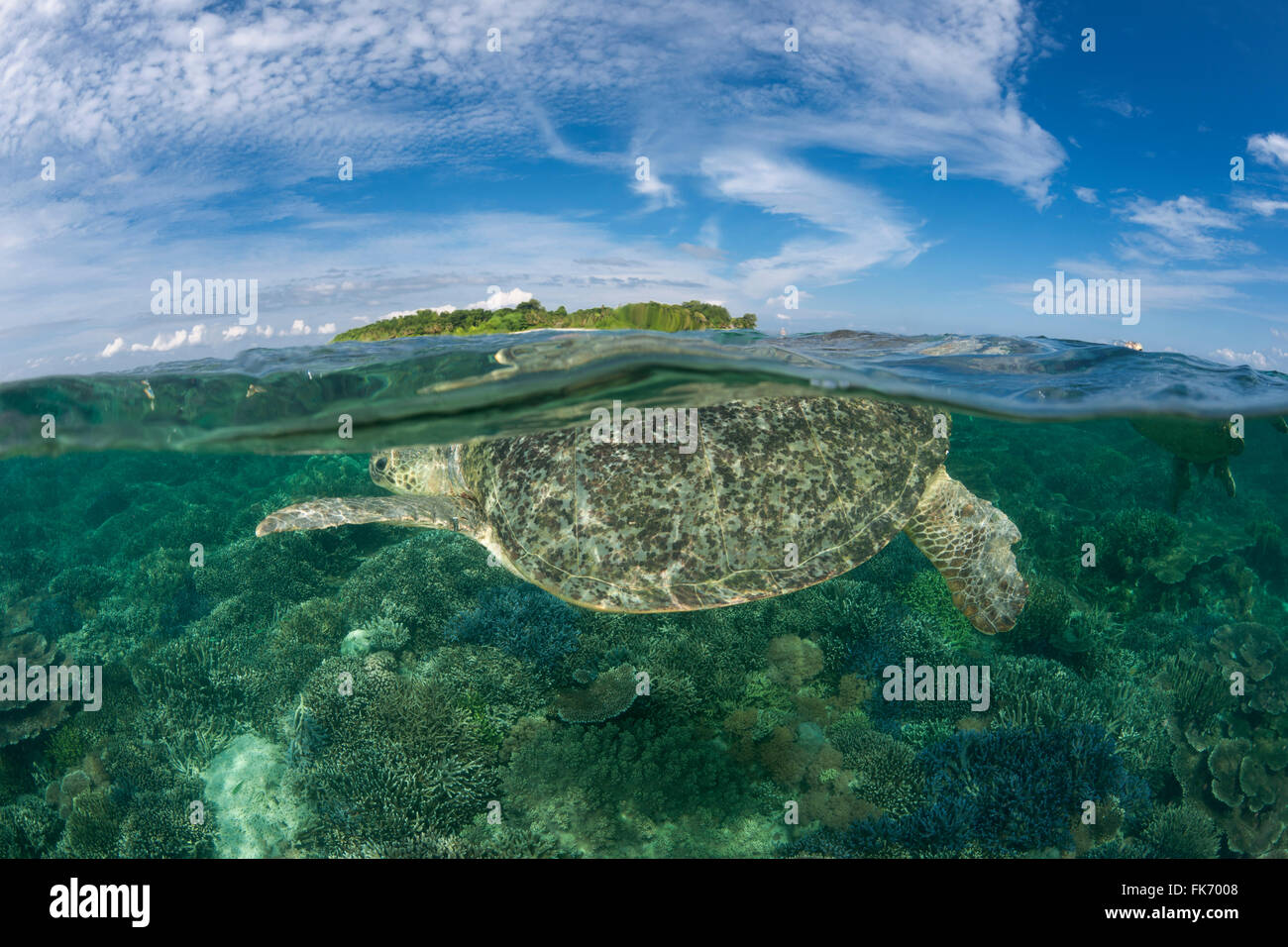 Split level of mating green turtles (Chelonia mydas) in the reef ...