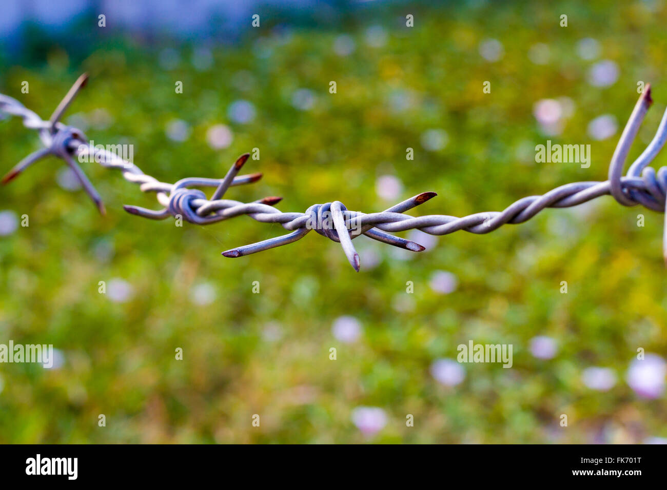 barbed wire and sunlight in the morning Stock Photo - Alamy