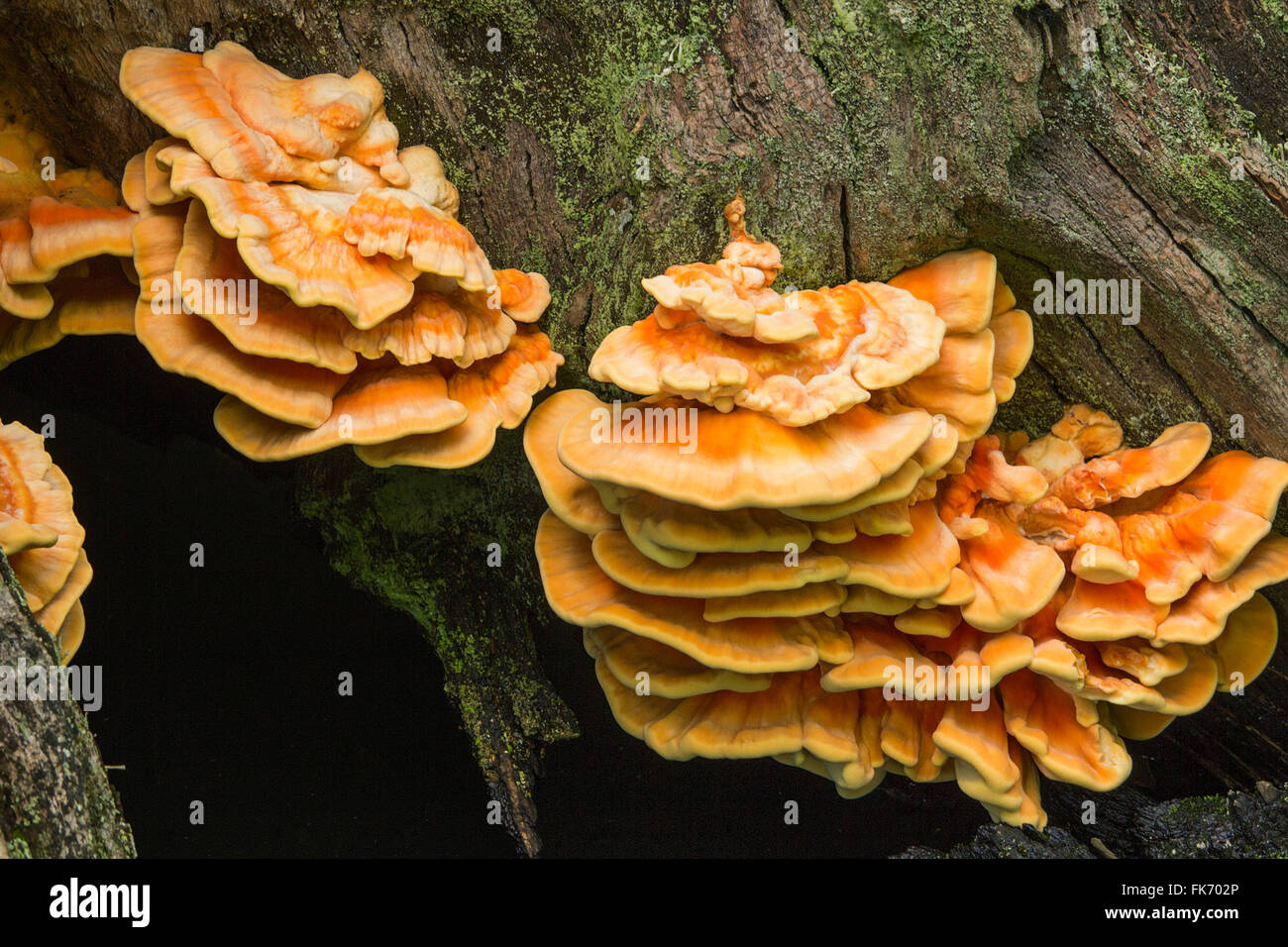 Woods orange polypore fungus hi-res stock photography and images - Alamy