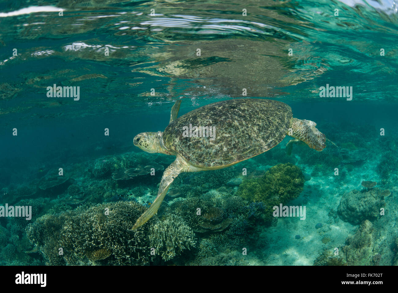 Mating green turtles (Chelonia mydas) in the reef shallows Stock Photo ...