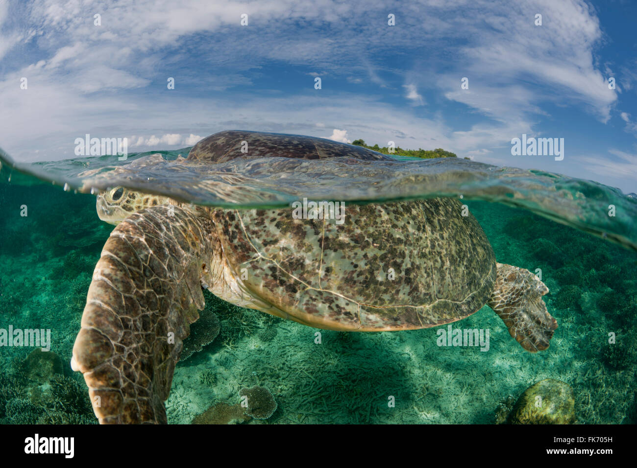 Split level of mating green turtles (Chelonia mydas) in the reef ...