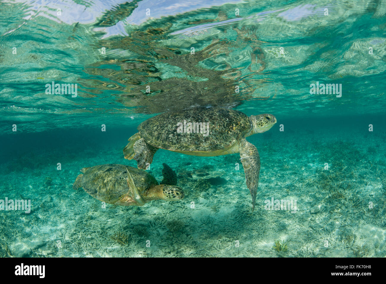Mating sea turtles hi-res stock photography and images - Alamy