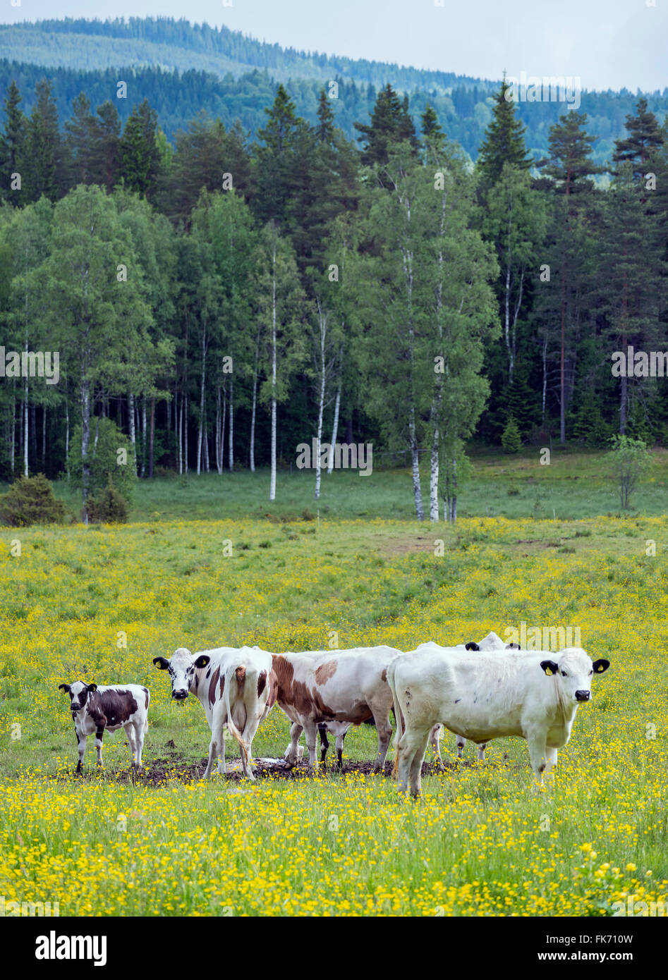 Swedish mountain cattle hi-res stock photography and images - Alamy