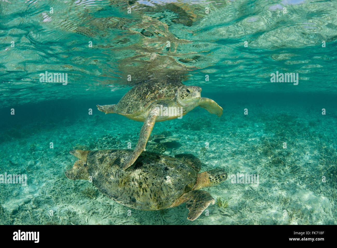Turtles mating hi-res stock photography and images - Alamy
