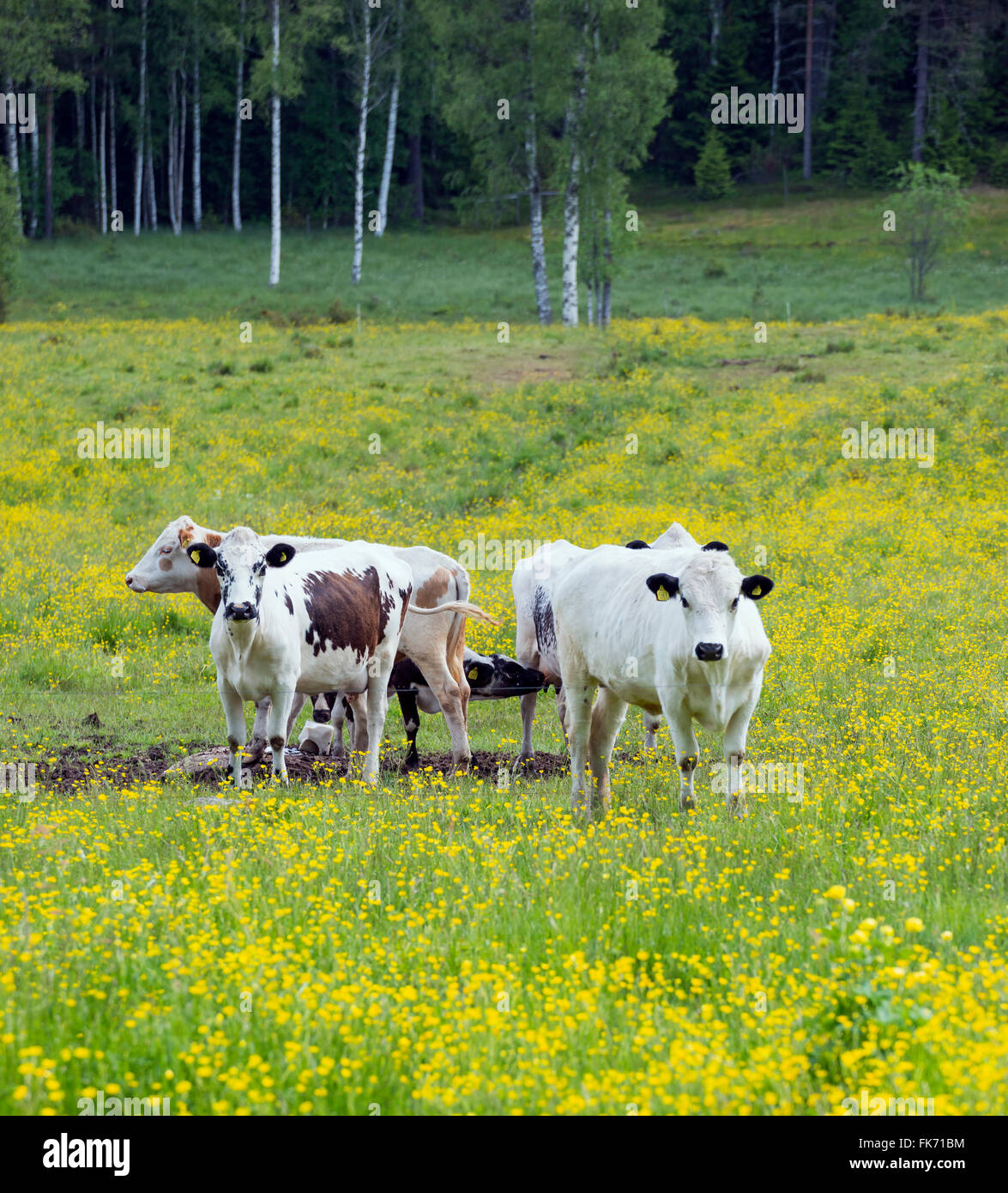 Swedish mountain cattle hi-res stock photography and images - Alamy