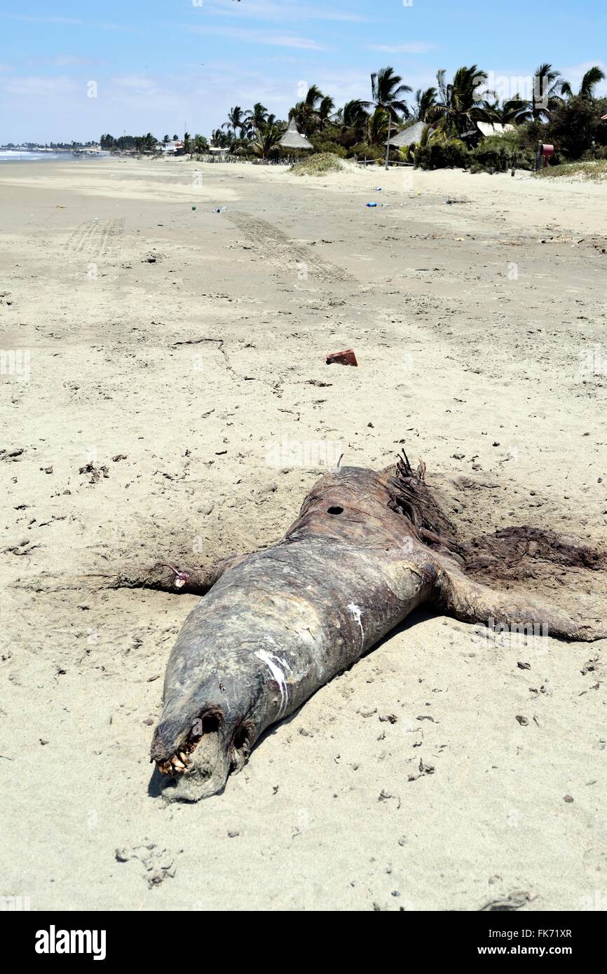 Beached Sea Wolf - Beach in COLAN. Department of Piura .PERU Stock ...