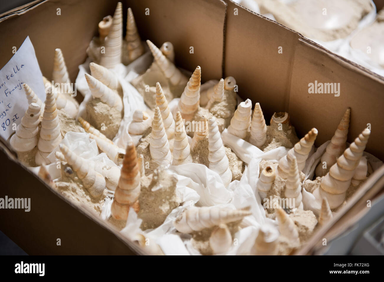 Turritella hi-res stock photography and images - Alamy