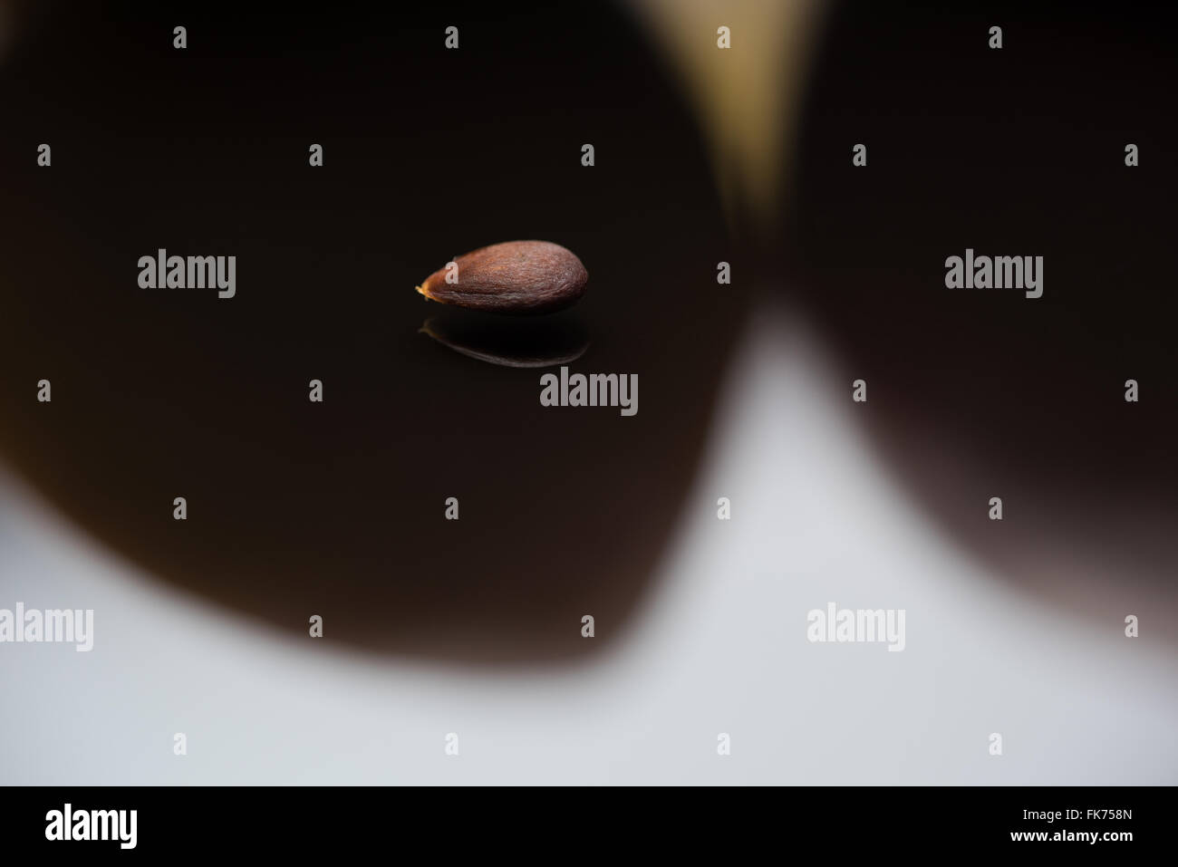 An apple pip against a dark background Stock Photo - Alamy