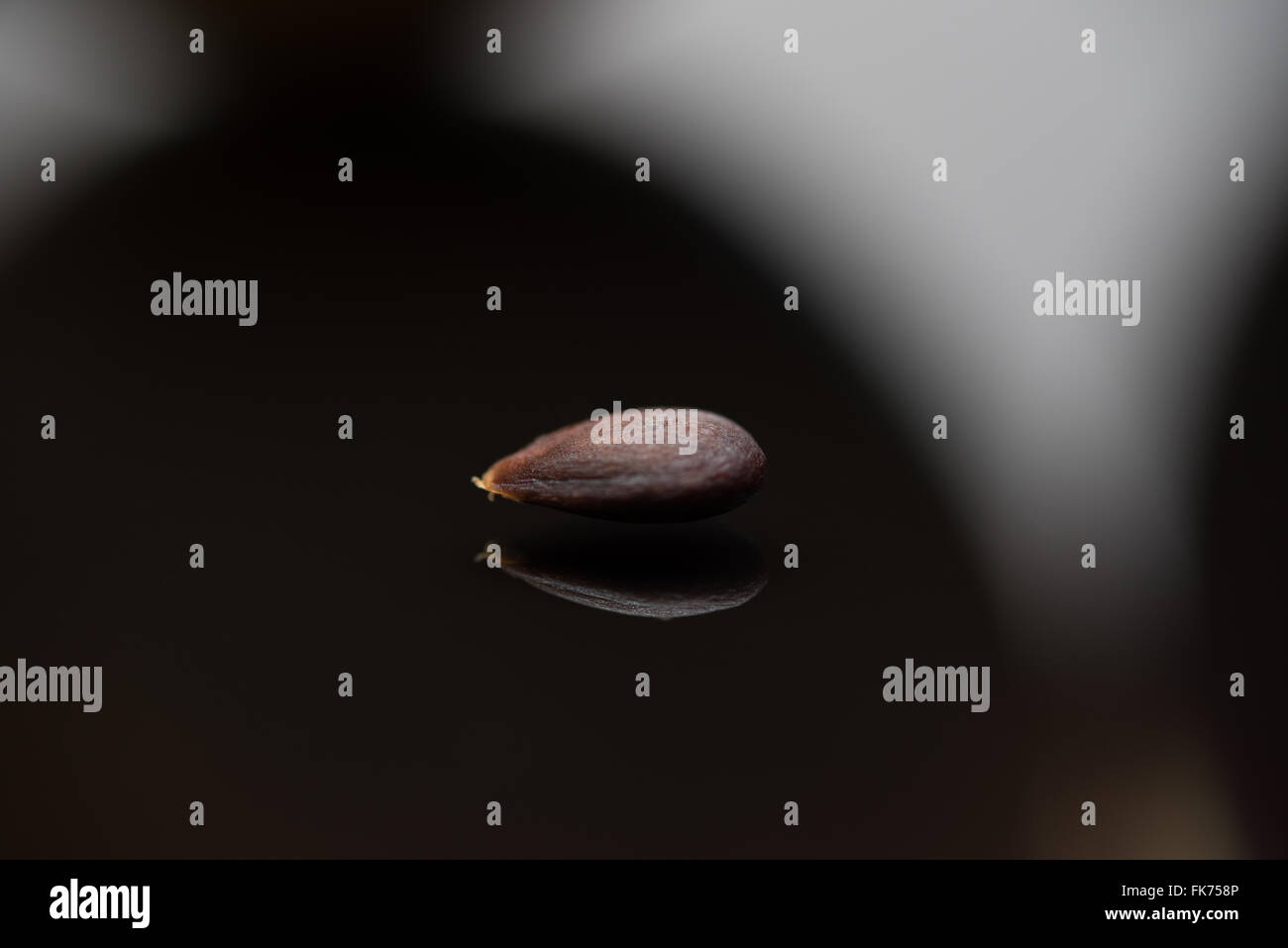 An apple pip against a dark background Stock Photo - Alamy