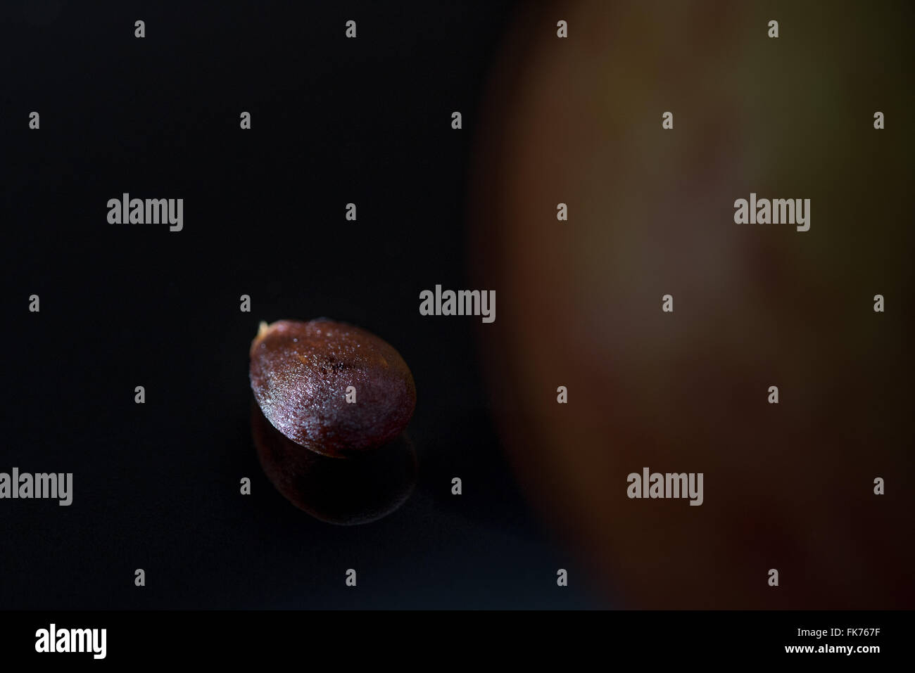 An apple pip against a dark background Stock Photo - Alamy