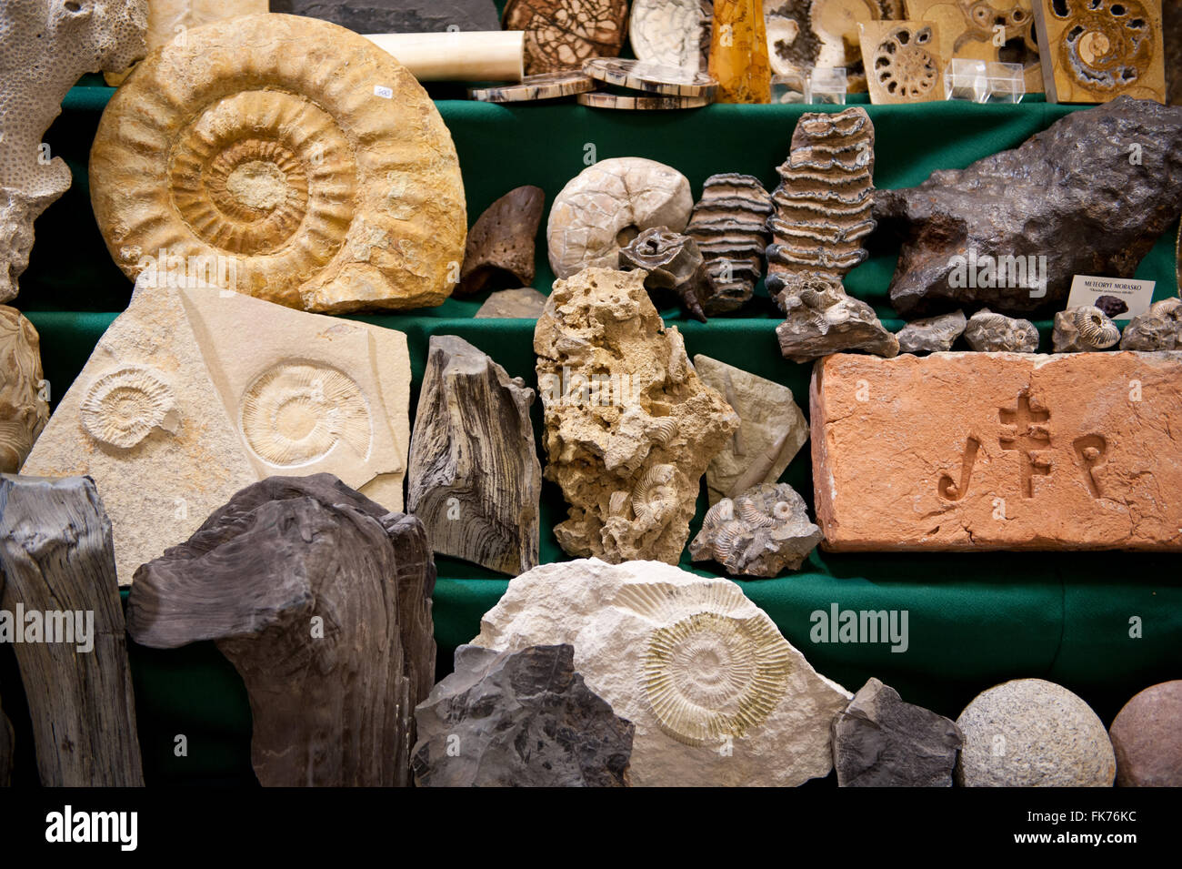 Fossil shells hi-res stock photography and images - Alamy