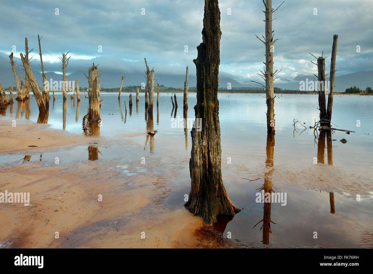 drowned trees on the shore of Theewaterskloofdam, western Cape, South ...