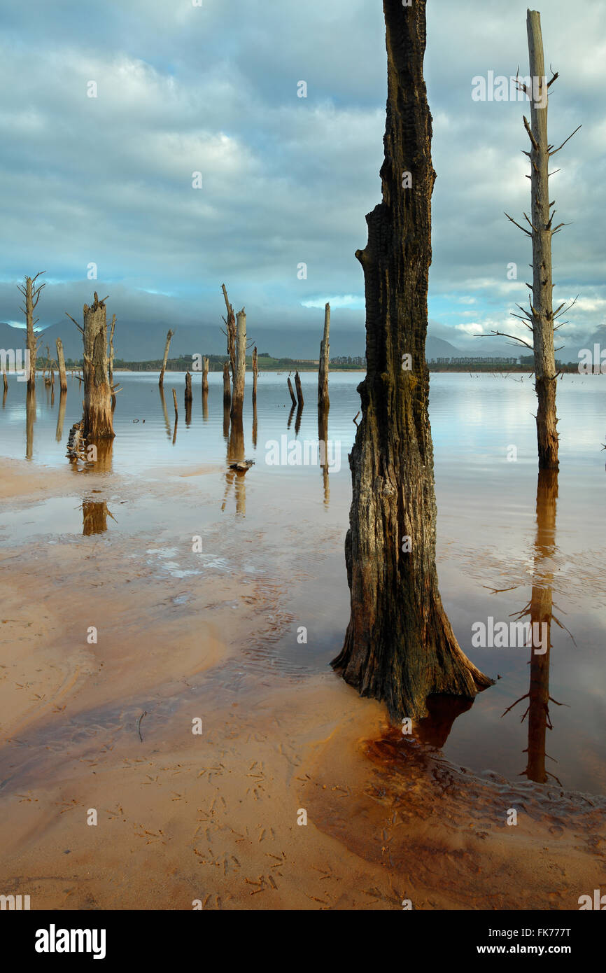 drowned trees on the shore of Theewaterskloofdam, western Cape, South ...