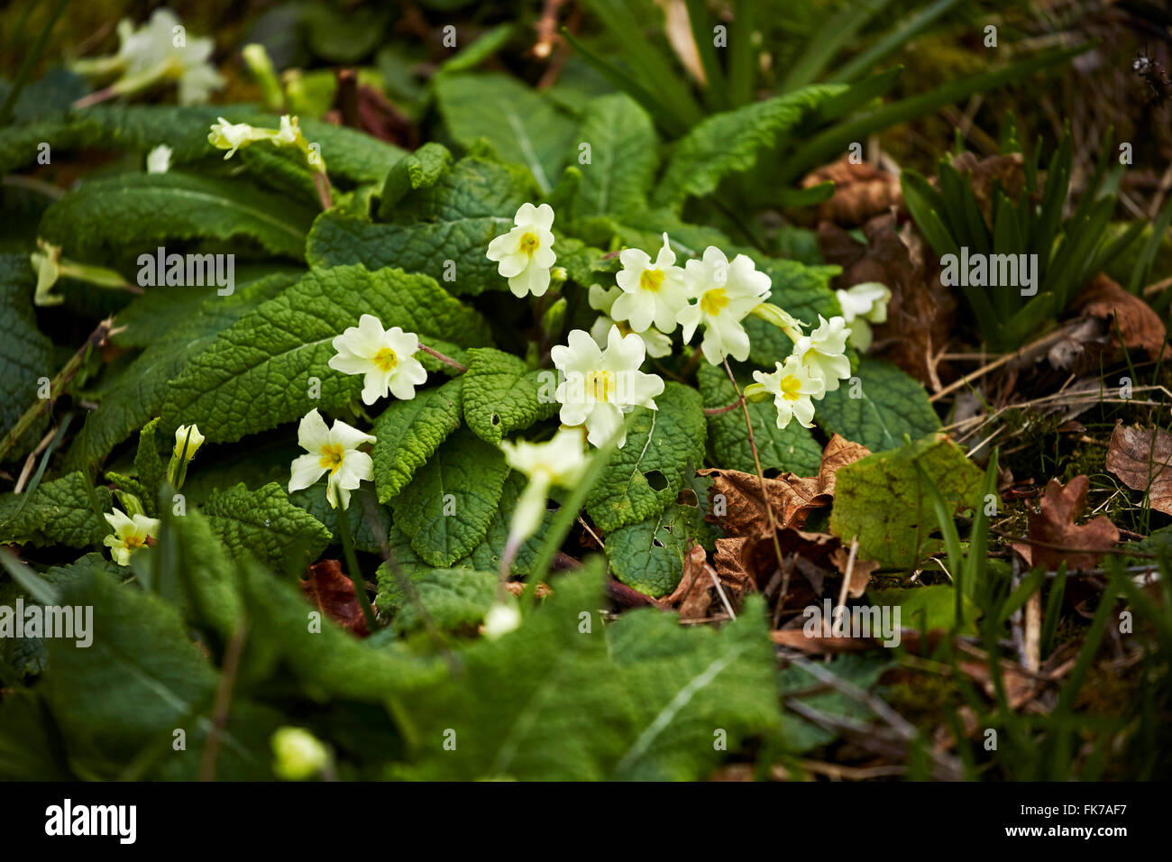 Wild Primroses in English Woodland Stock Photo - Alamy