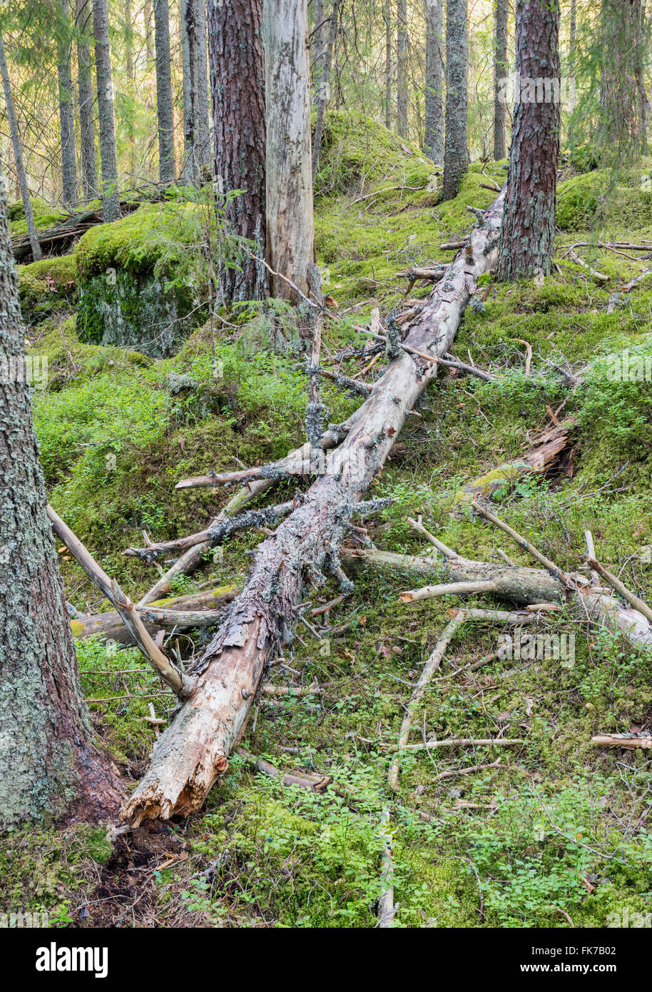 Dead tree in forest Stock Photo - Alamy