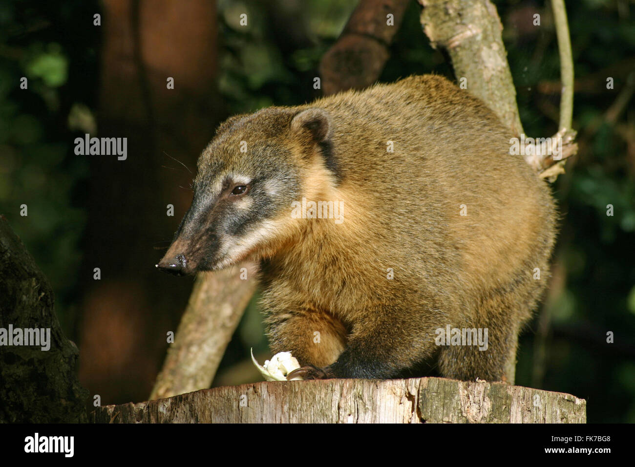 Coati eating hi-res stock photography and images - Alamy