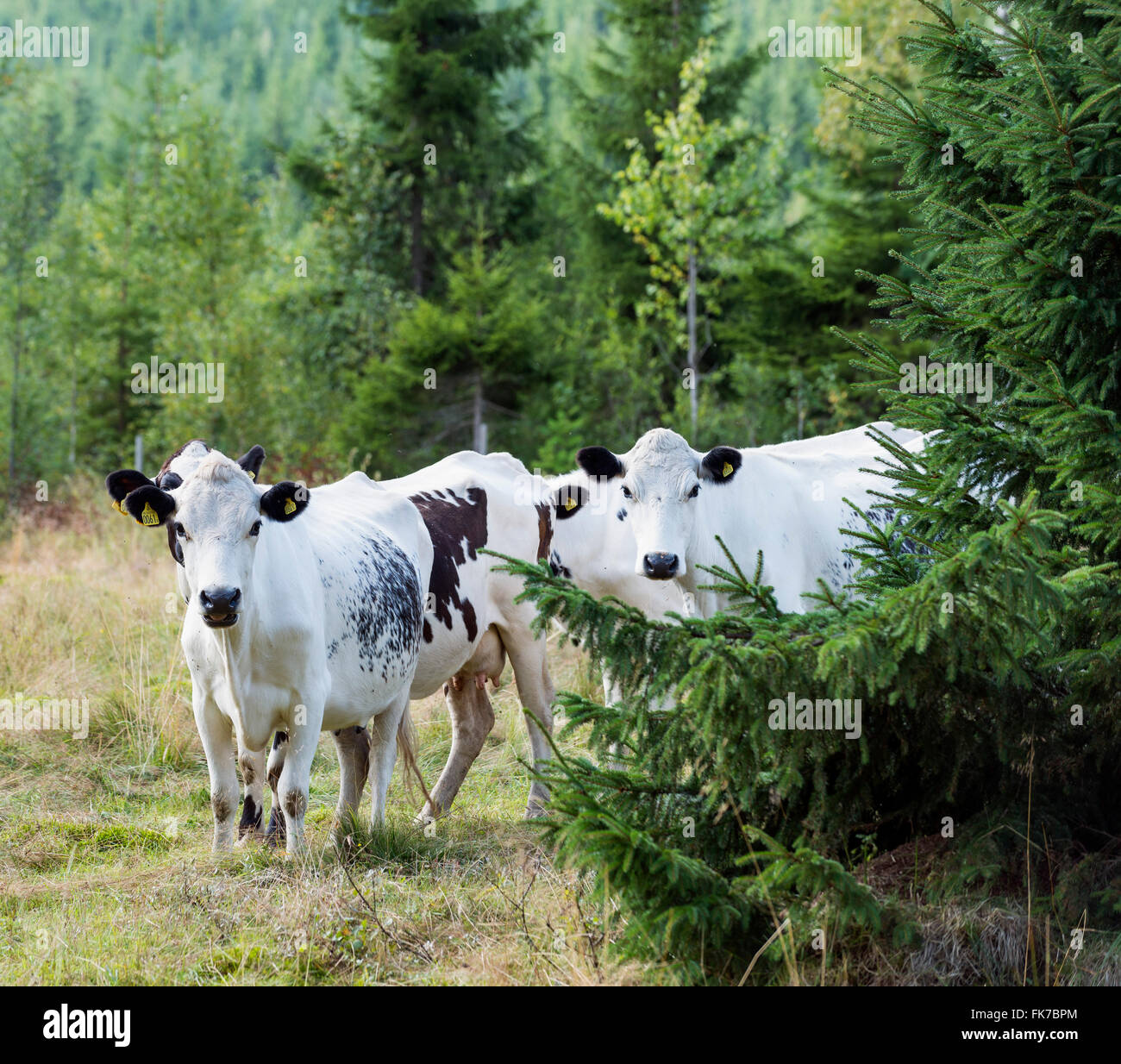 Cow cows cattle pasture grazing hi-res stock photography and images - Alamy