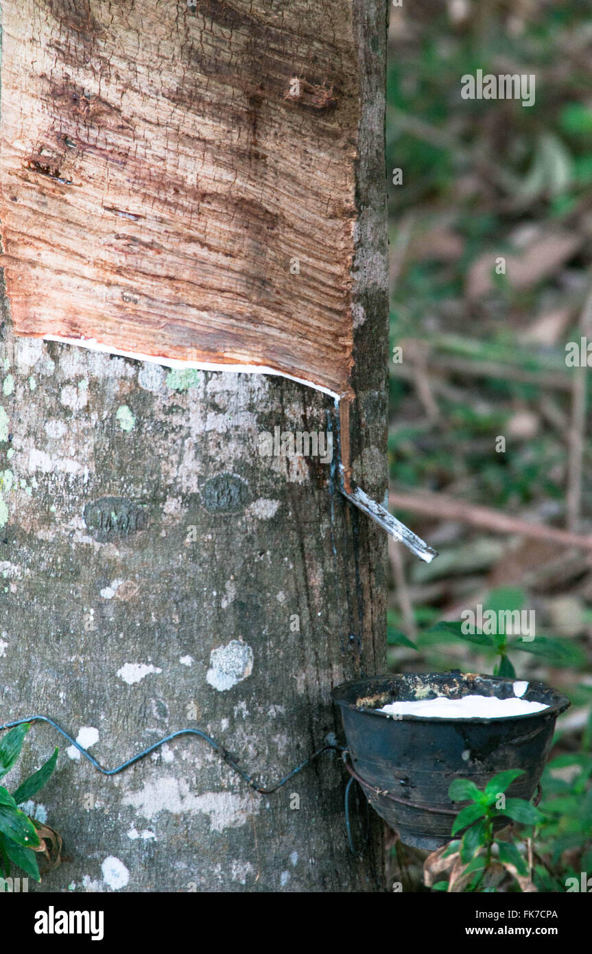 Rubber Making Plantation Stock Photo - Alamy