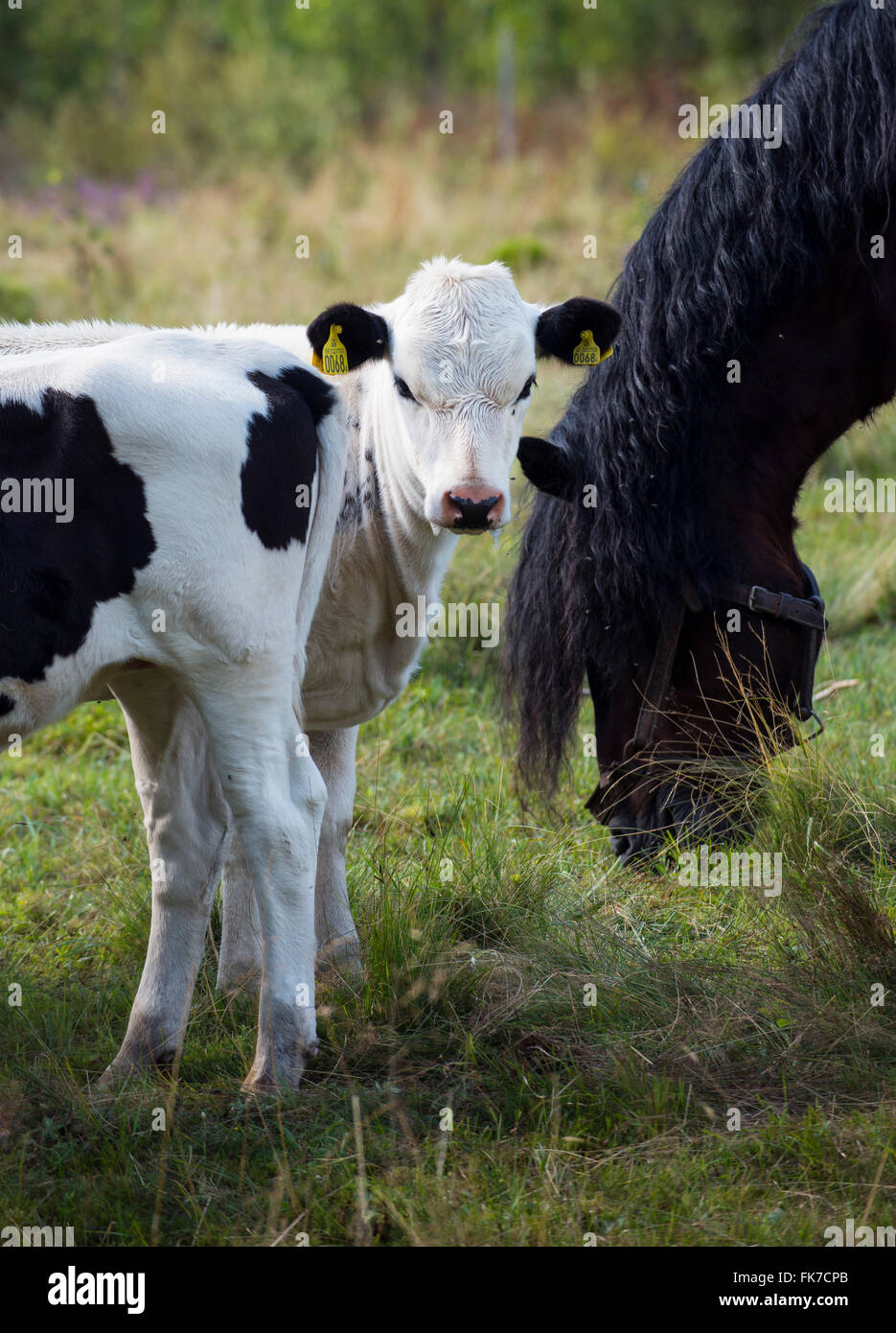Swedish Mountain Breed on pasture, Sweden Stock Photo - Alamy