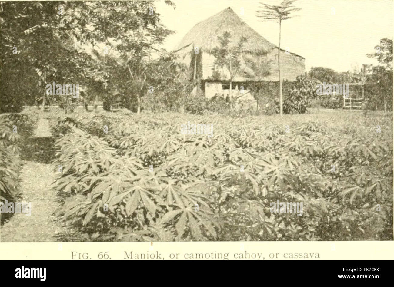 "Elements of Philippine agriculture" (1908 Stock Photo - Alamy