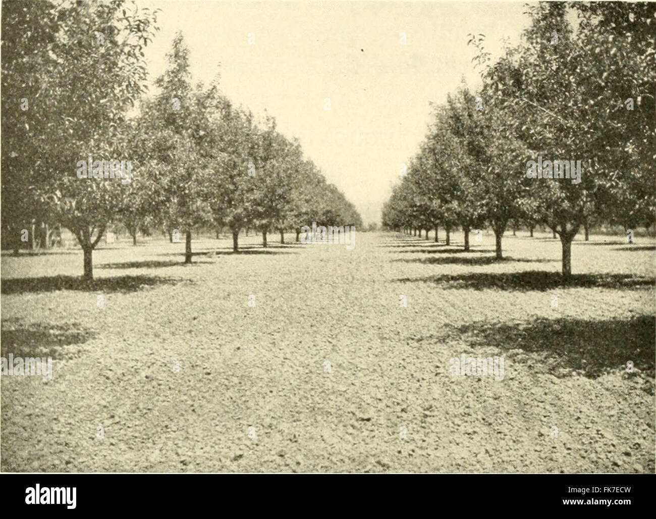 "Elements of Philippine agriculture" (1908 Stock Photo - Alamy
