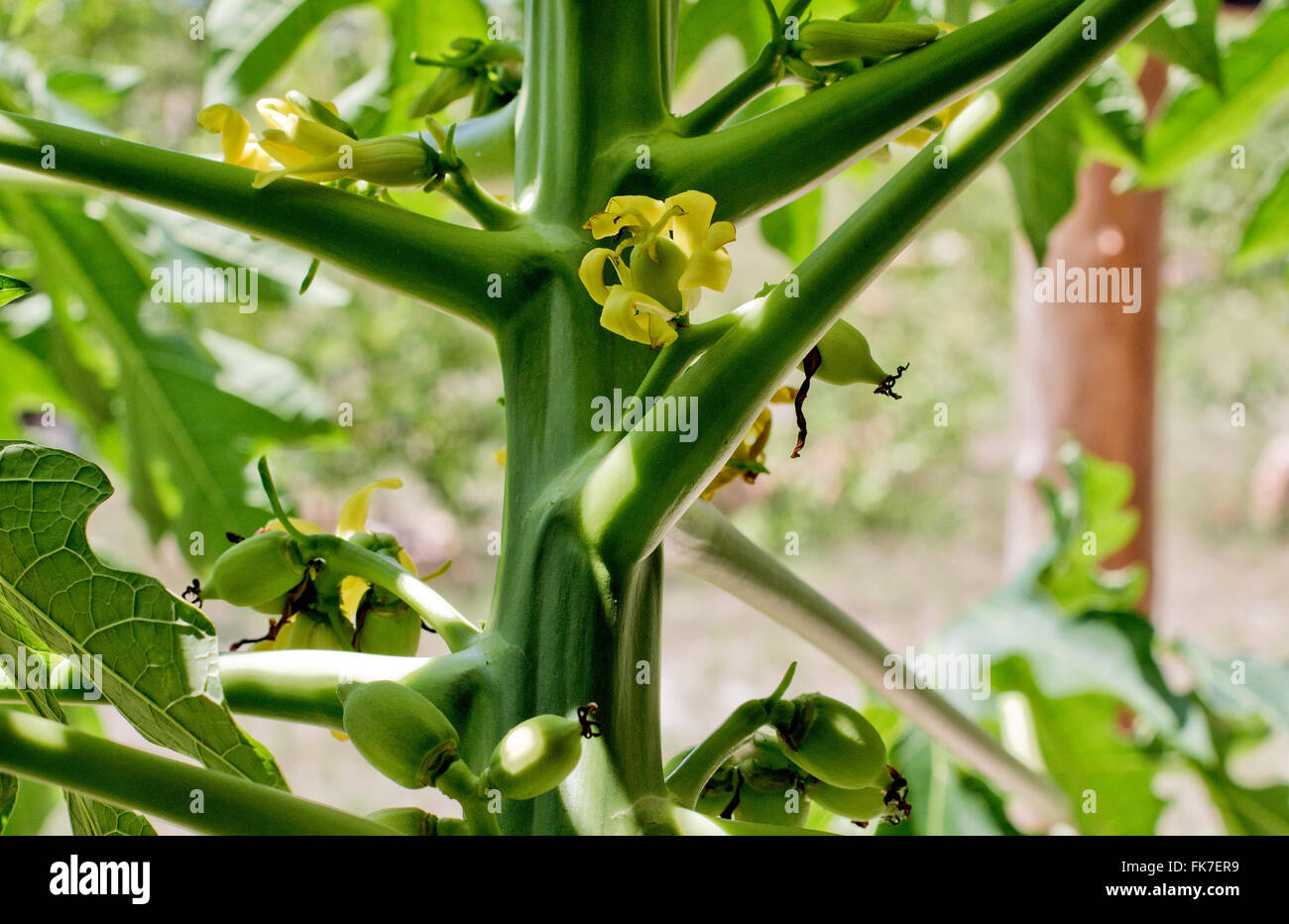 Carica papaya flower hi-res stock photography and images - Alamy