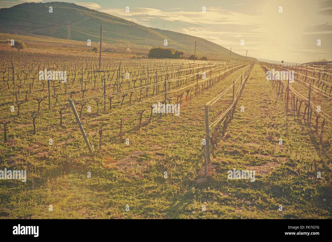 Vineyards at sunset Stock Photo - Alamy