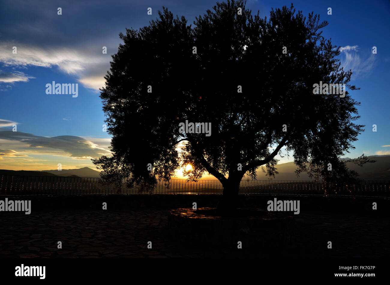 olive tree silhouette at sunset Stock Photo - Alamy