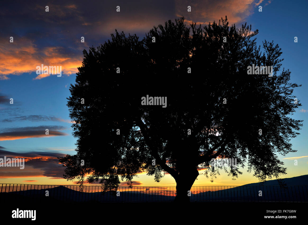 olive tree silhouette at sunset Stock Photo - Alamy