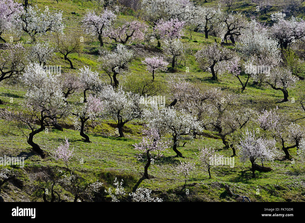 field of almond blossoms Stock Photo - Alamy