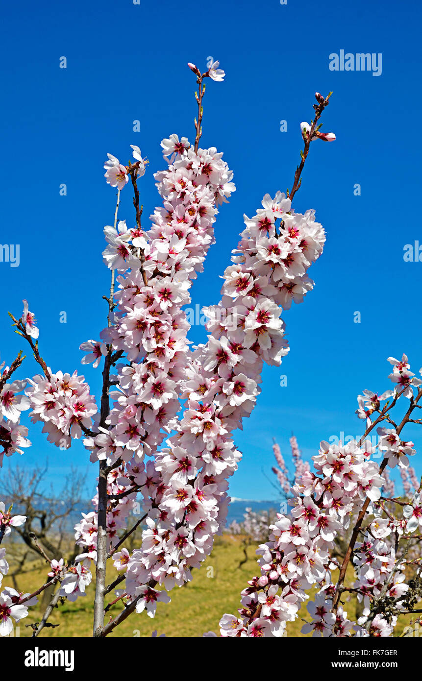 branch of a flowering almond tree Stock Photo - Alamy