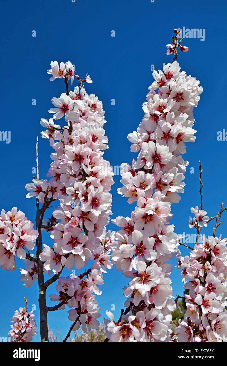 Branch of flowering almond tree hi-res stock photography and images - Alamy