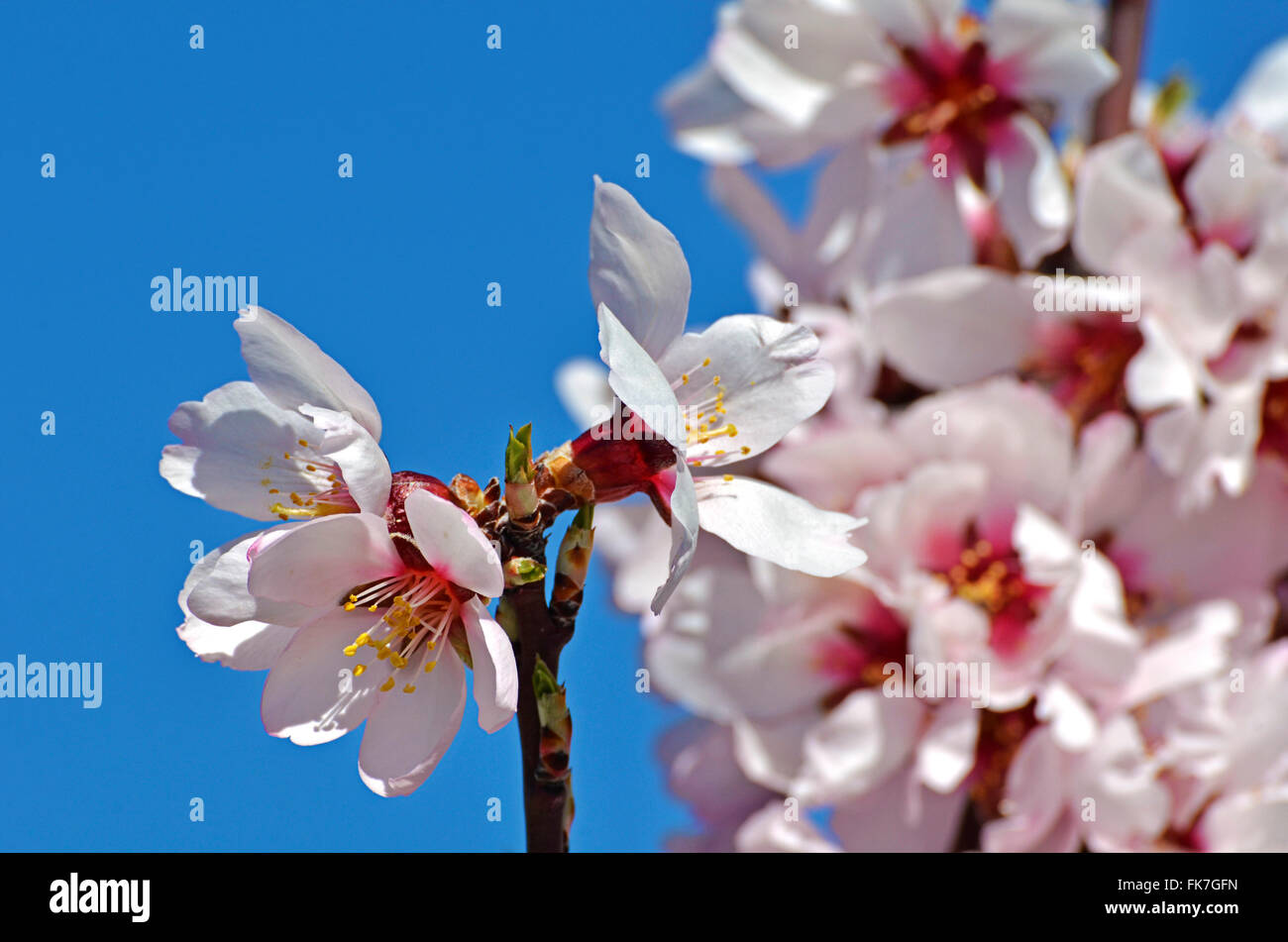 branch of a flowering almond tree Stock Photo - Alamy