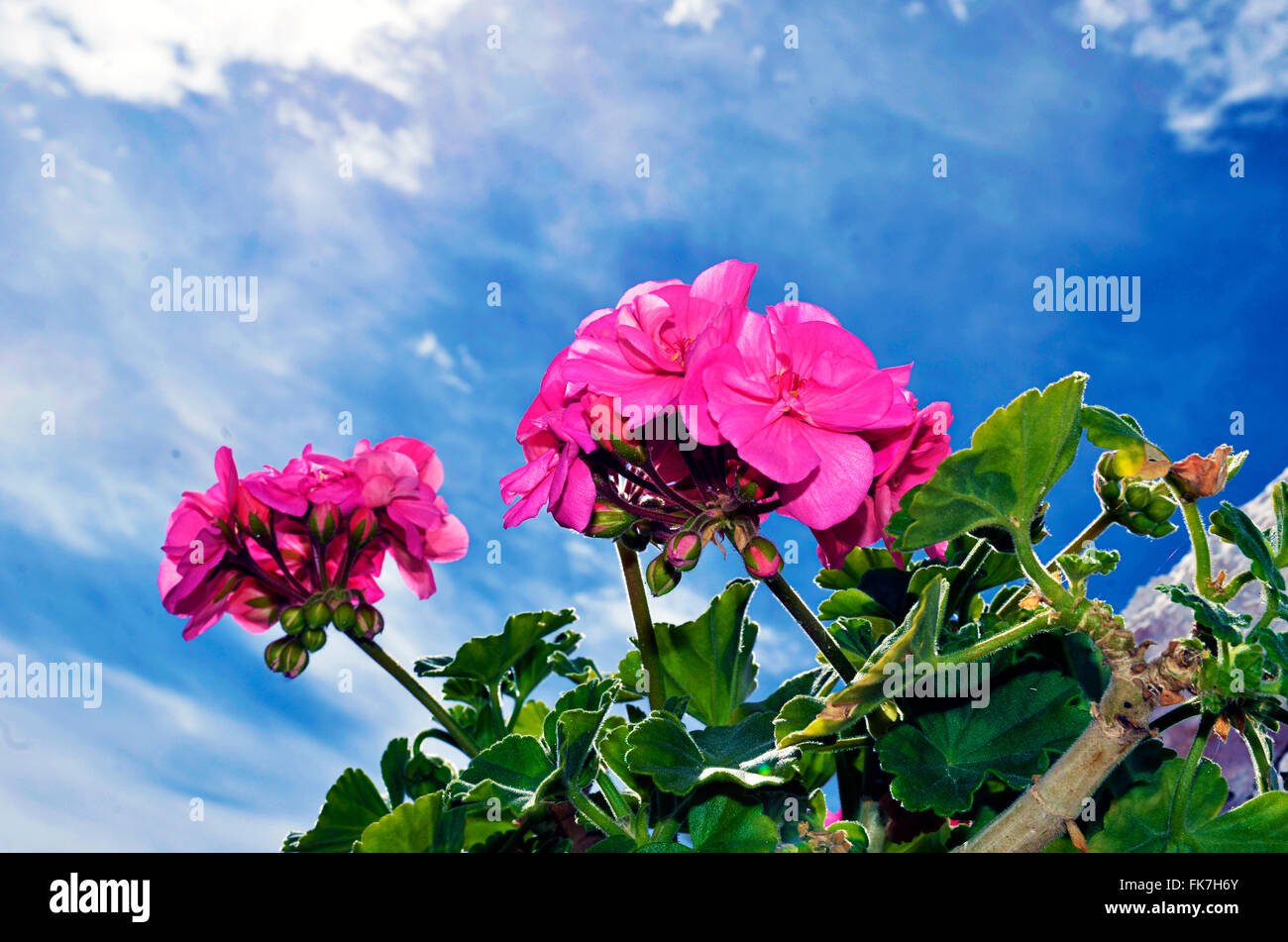 Detail geranium and sky with clouds Stock Photo - Alamy