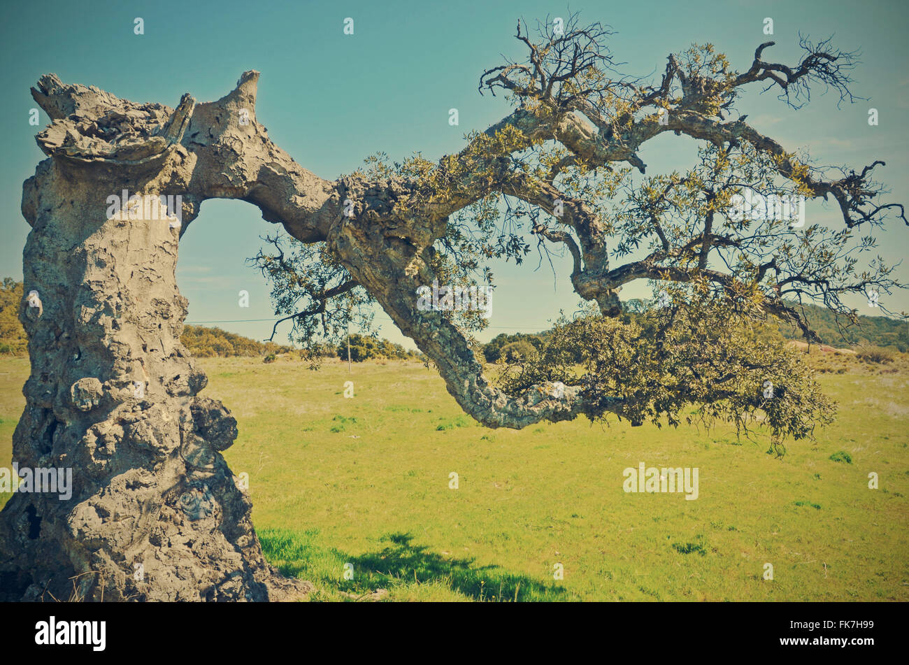 old cork oak Stock Photo - Alamy