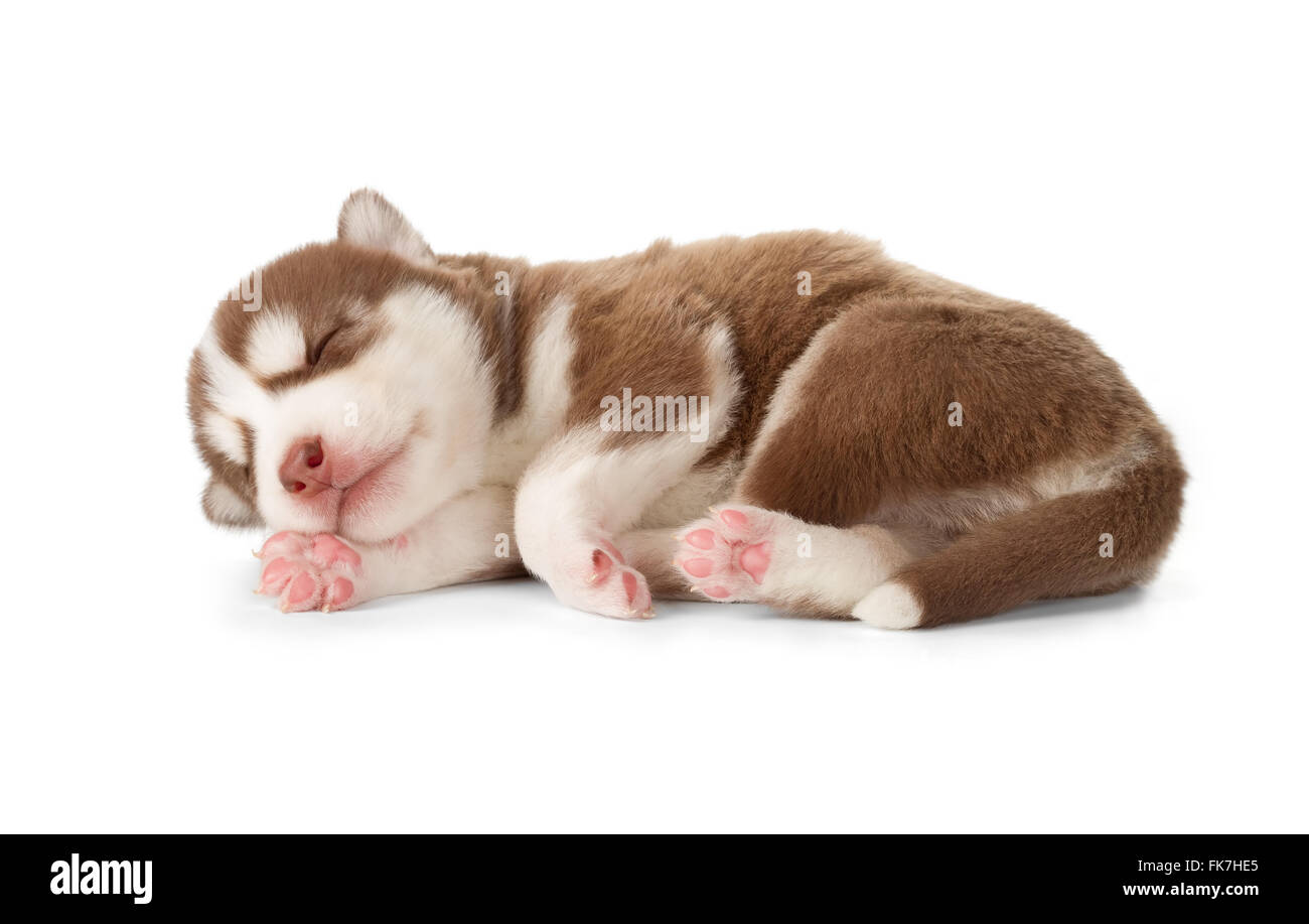 How Long Should A Husky Puppy Sleep