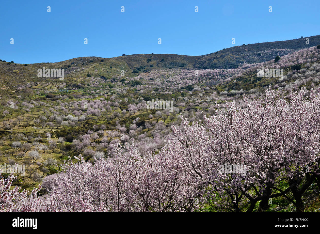 field of almond blossoms Stock Photo - Alamy
