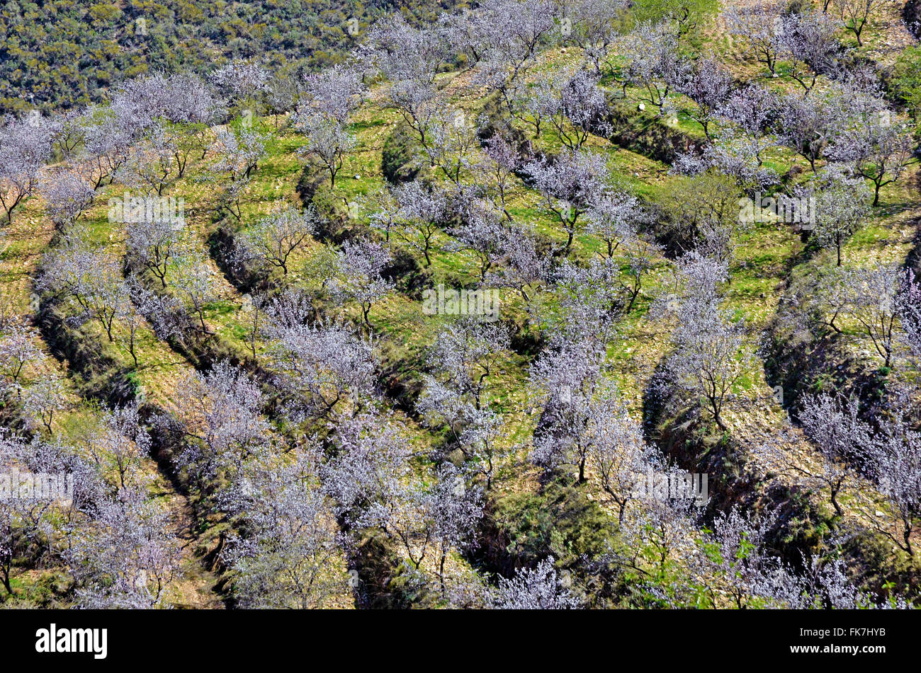 field of almond blossoms Stock Photo - Alamy