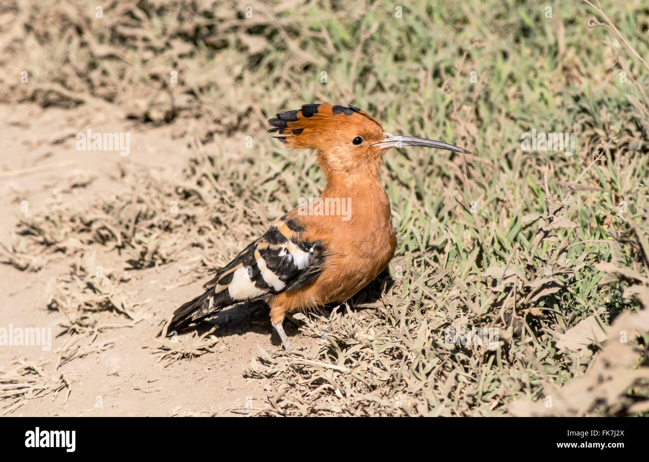 Upupa africana hi-res stock photography and images - Alamy