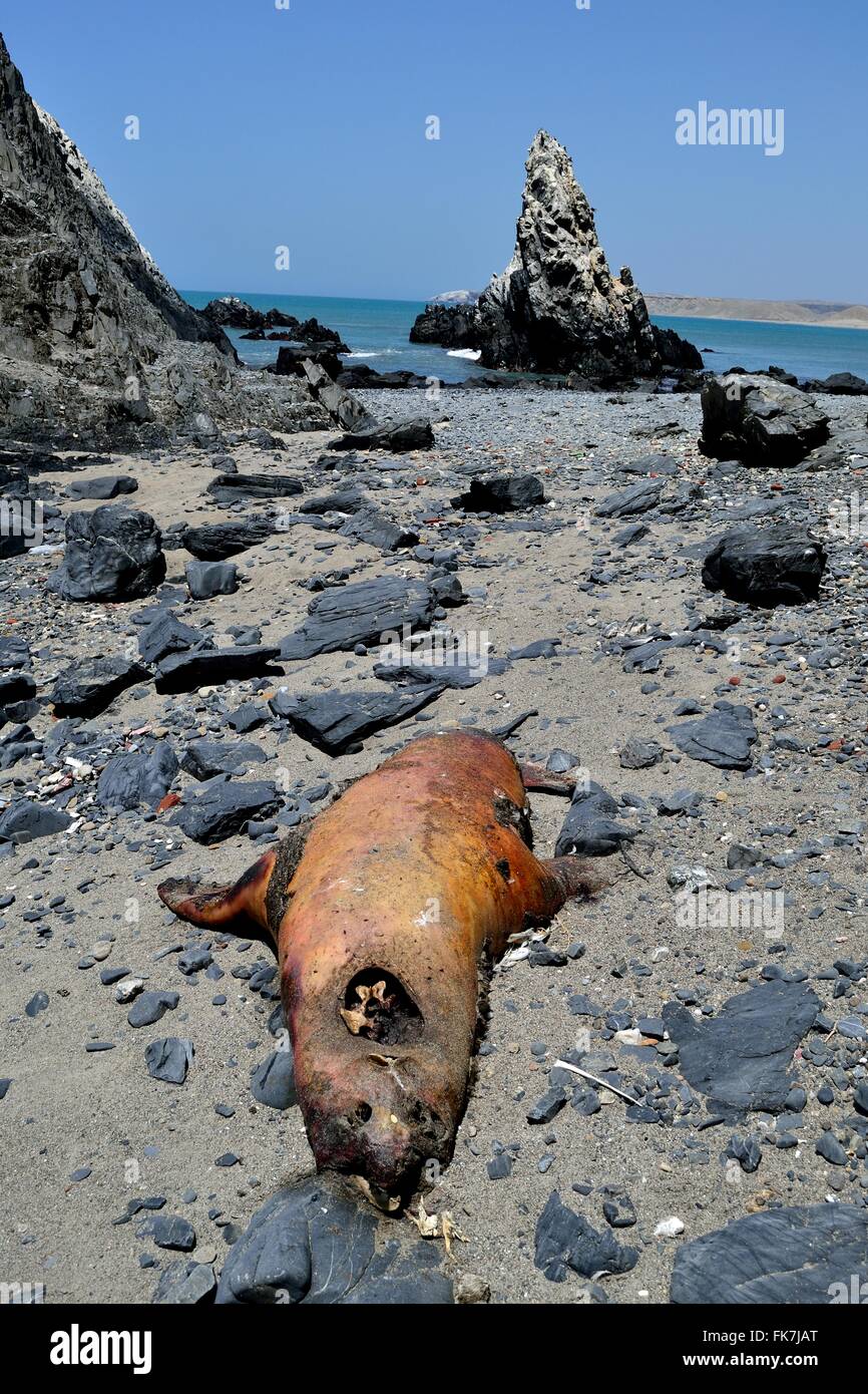 Dead Sea Wolf - Beach in YACILA. Department of Piura .PERU Stock Photo ...