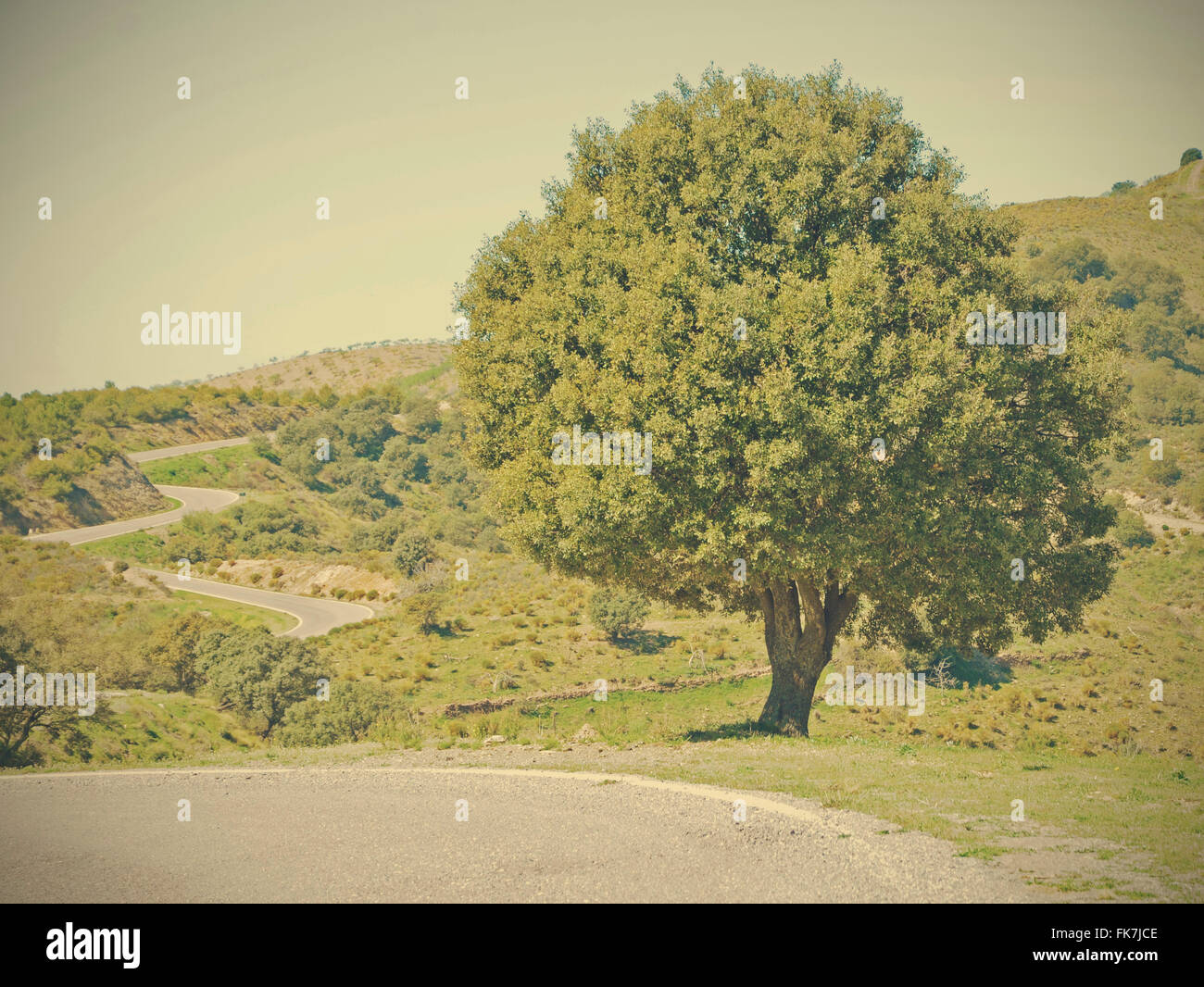 Oak tree beside field hi-res stock photography and images - Alamy