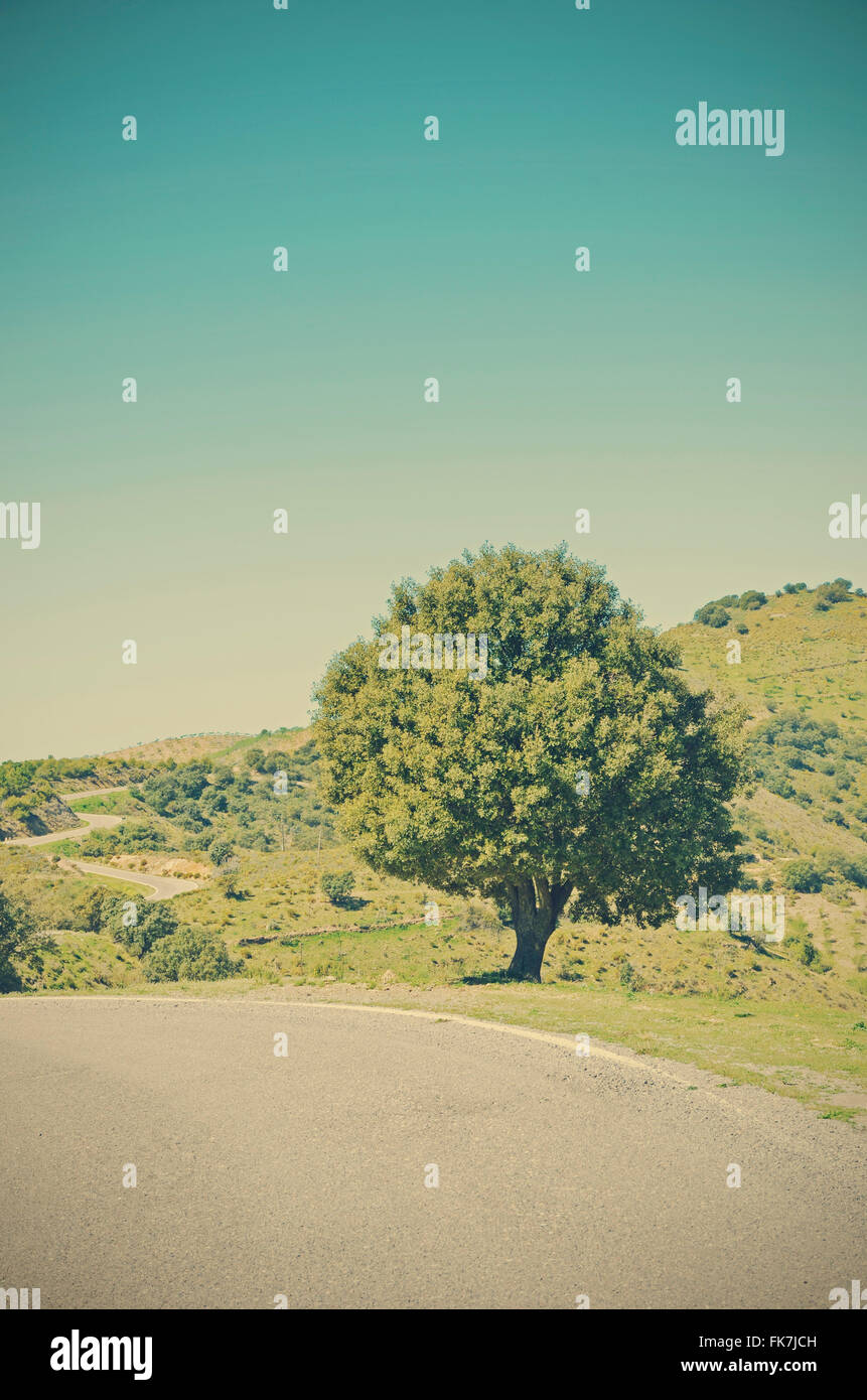 Oak tree beside field hi-res stock photography and images - Alamy