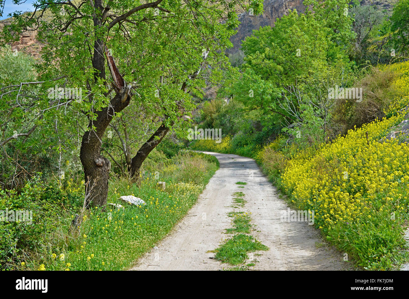path of spring Stock Photo - Alamy