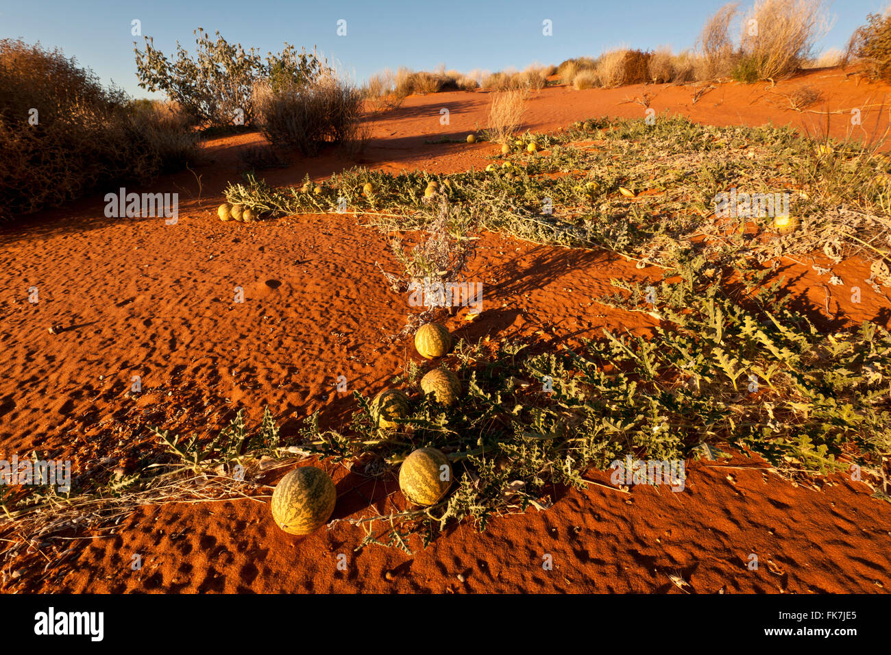 Paddy Melon Stock Photos & Paddy Melon Stock Images - Alamy
